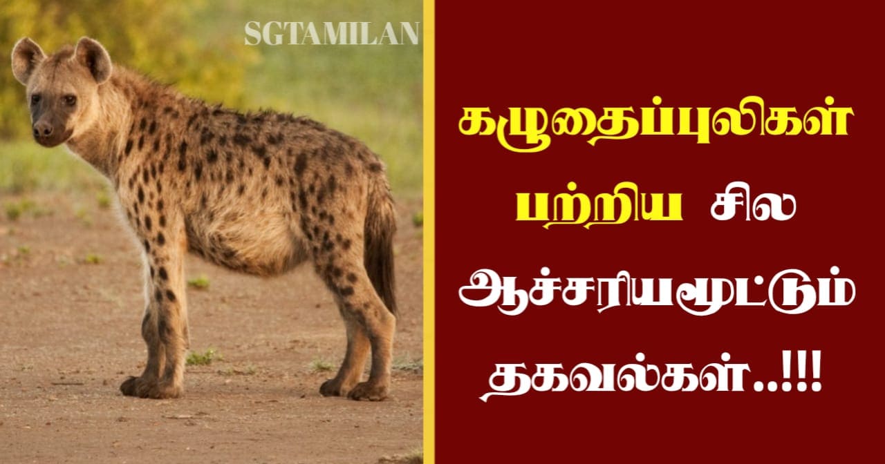 கழுதைப்புலிகள் பற்றிய சில ஆச்சரியமூட்டும் தகவல்கள்..!!! | SG Tamilan